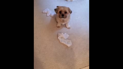 Adorable Dog Caught In The Act Of Stealing Socks - Spectee